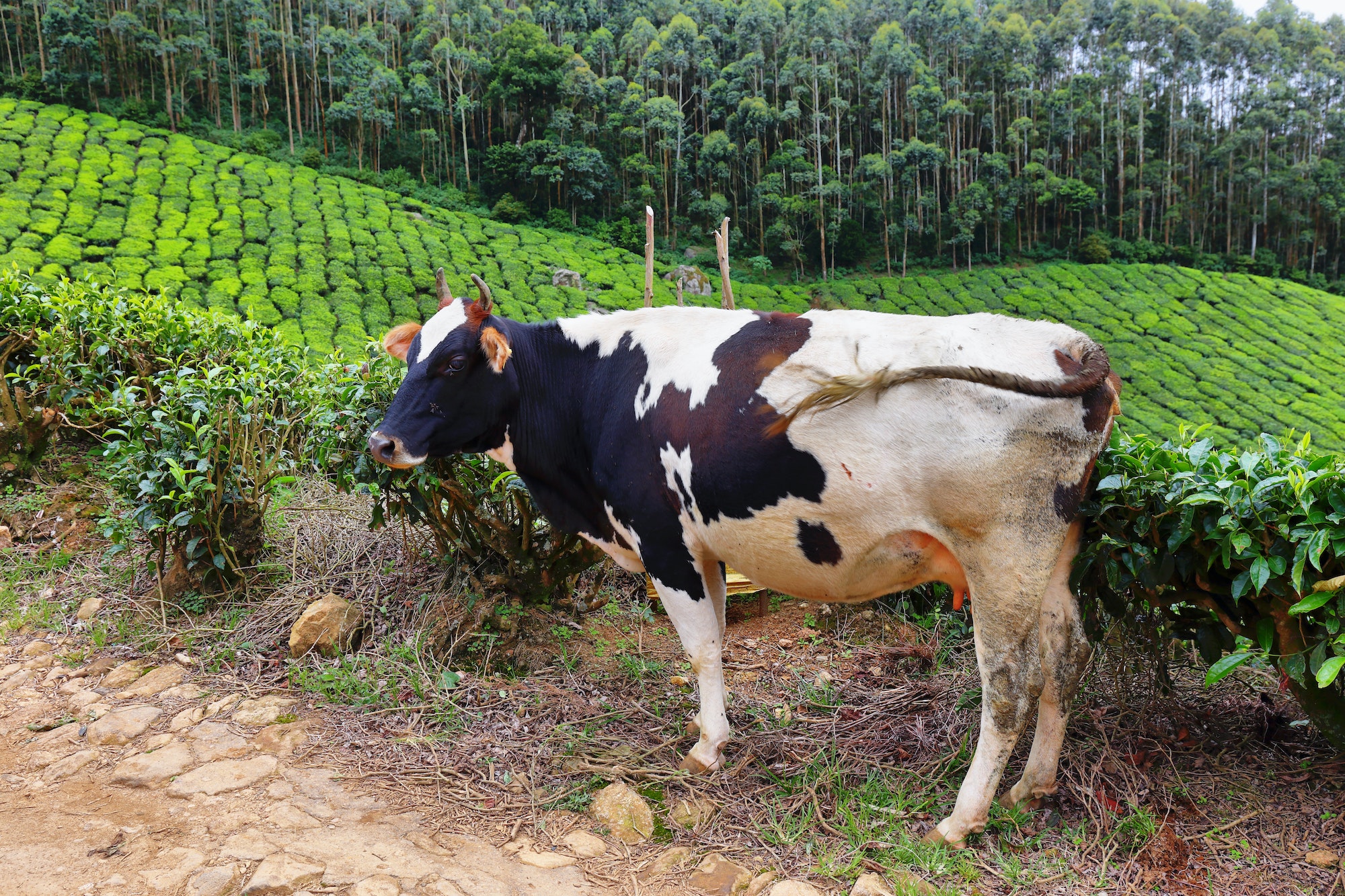 Cows Importance – Shelter for Injured & Aged Cows