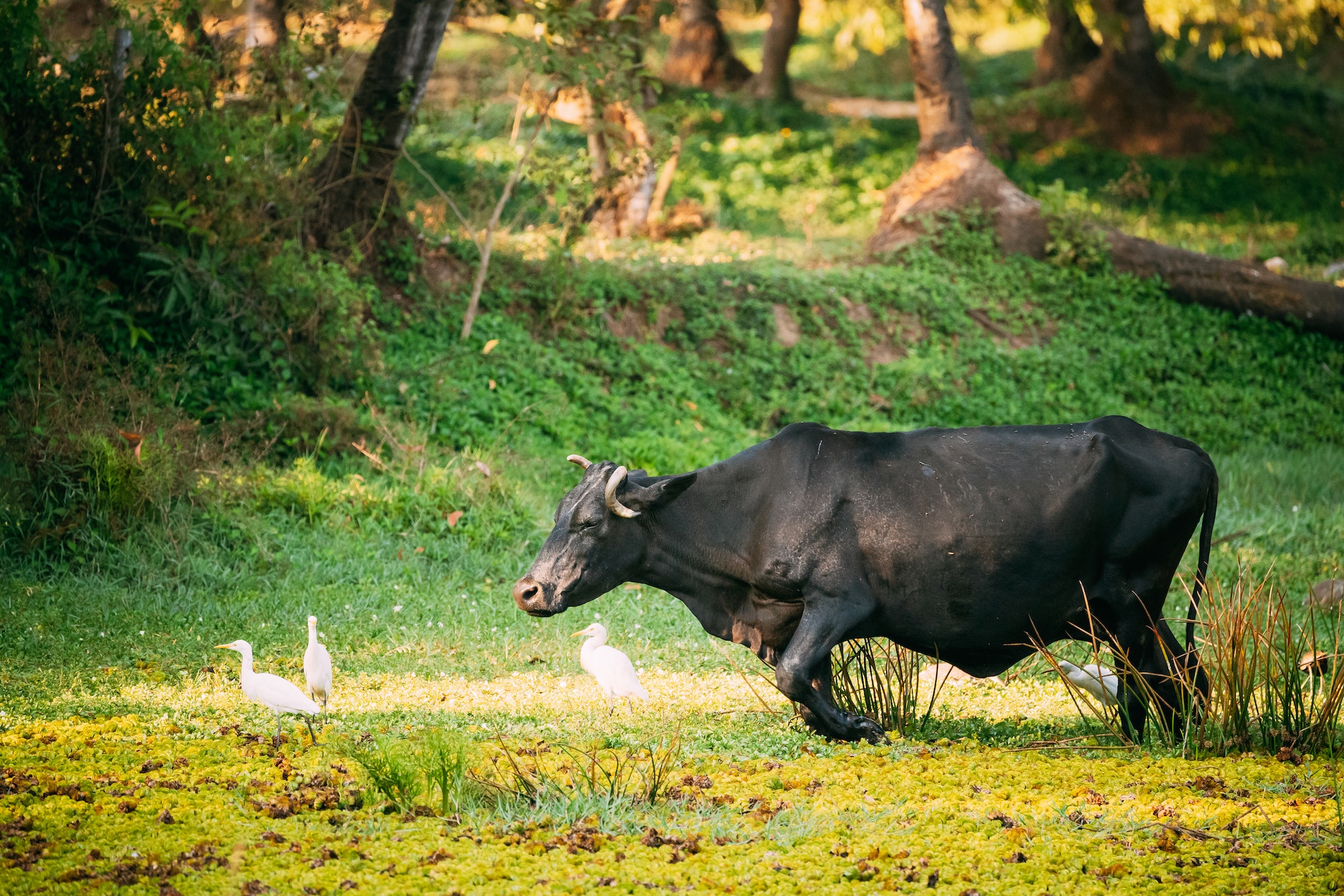 Cows Importance – Shelter for Injured & Aged Cows